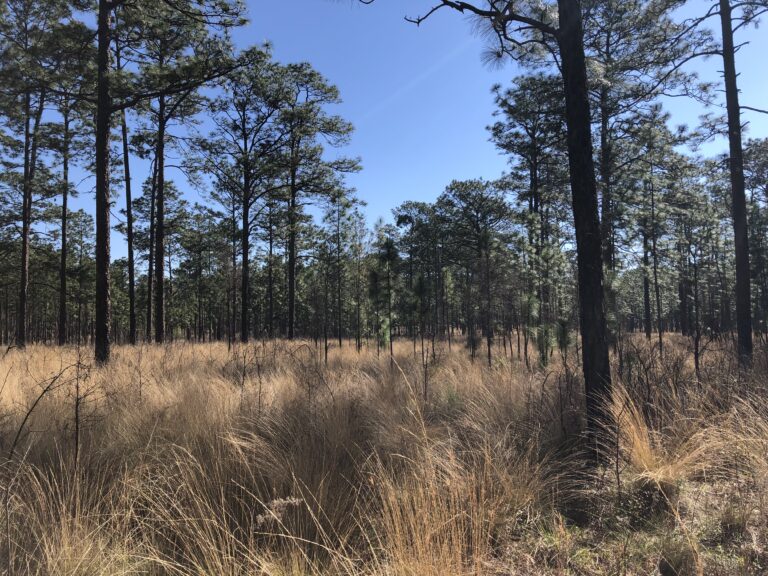 The Jones Center at Ichauway – Adaptive Silviculture for Climate Change