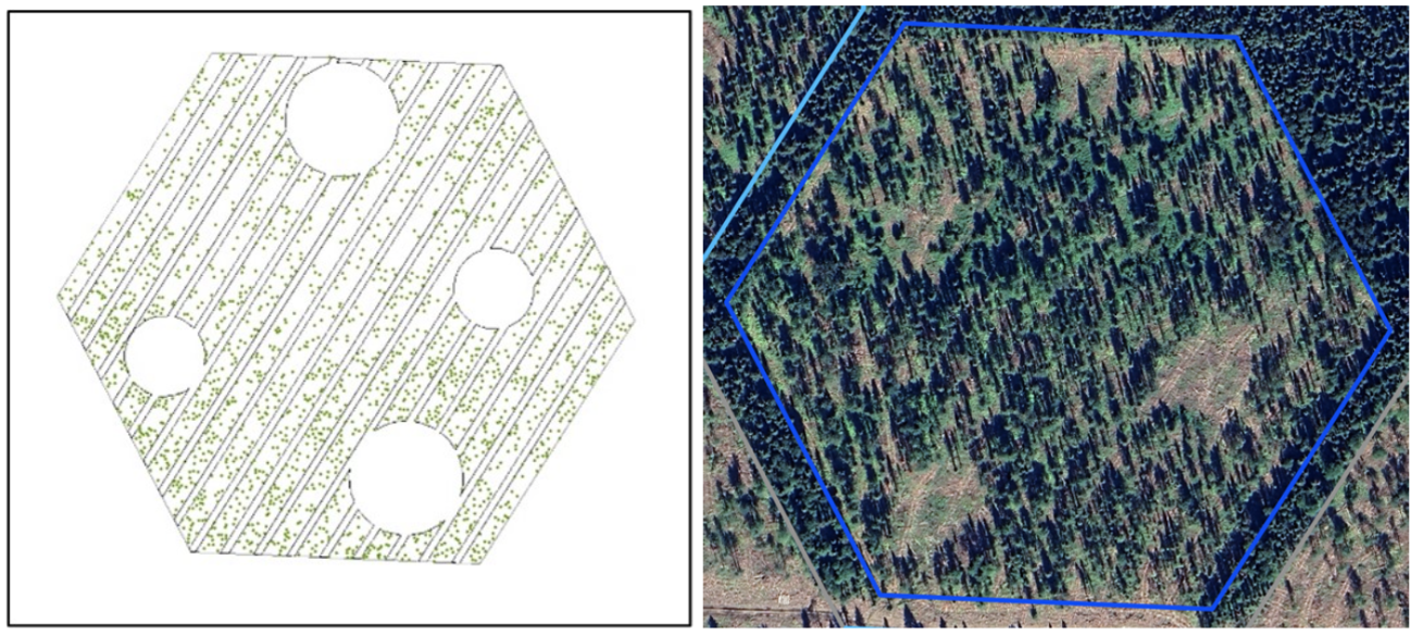 John Prince Research Forest – Resilience – Adaptive Silviculture for ...